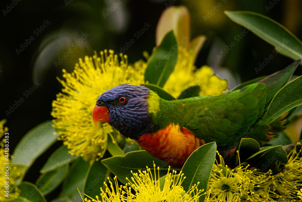 one rainbow lorikeet eating nectar the flowers of the golden penda tree (Xanthostemon ...