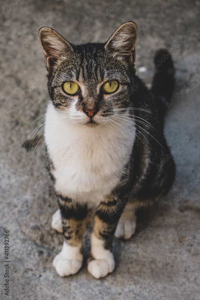 Photo of domestic cat (pet) in closed plan, with a fixed and cute look ...