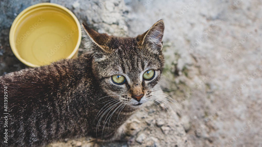 Photo of domestic cat (pet) in closed plan, with a fixed and cute look ...