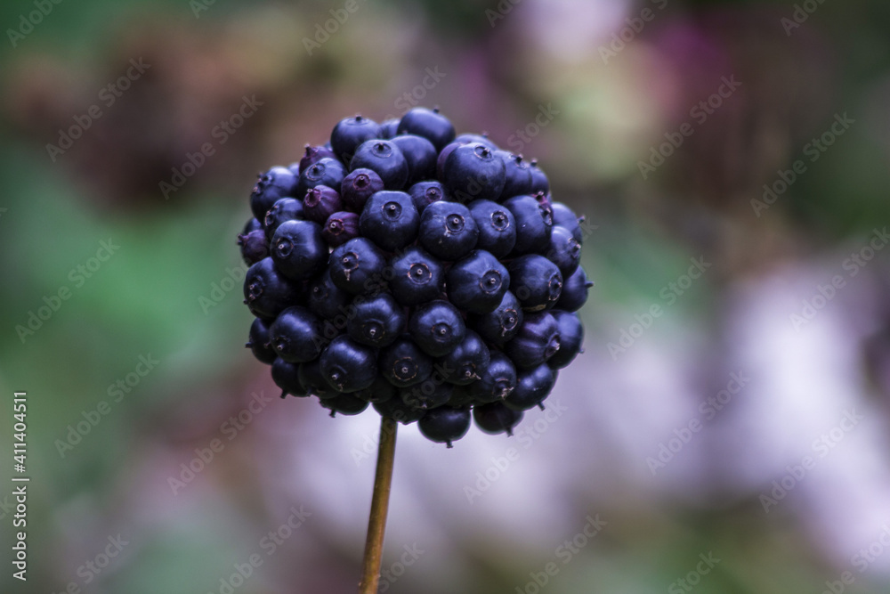 Common ivy fruit, Hedera helix berry. English, European or ivy berry ...