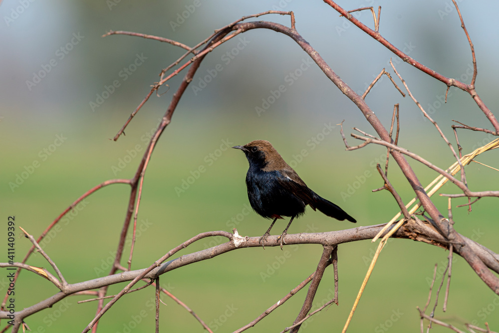 The Indian robin is a species of bird in the family Muscicapidae. It is ...
