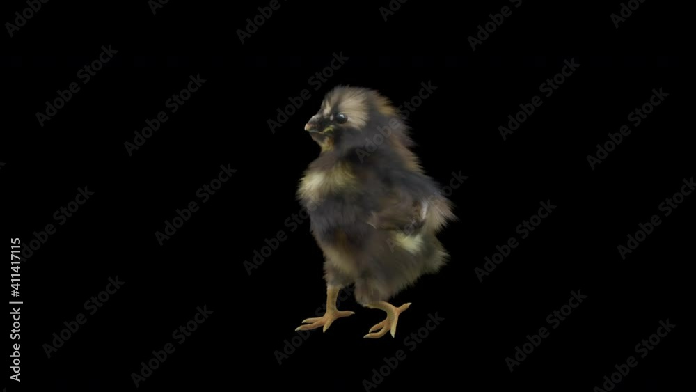 Baby Chickens Dance CG fur 3d rendering animal realistic composition 3d ...