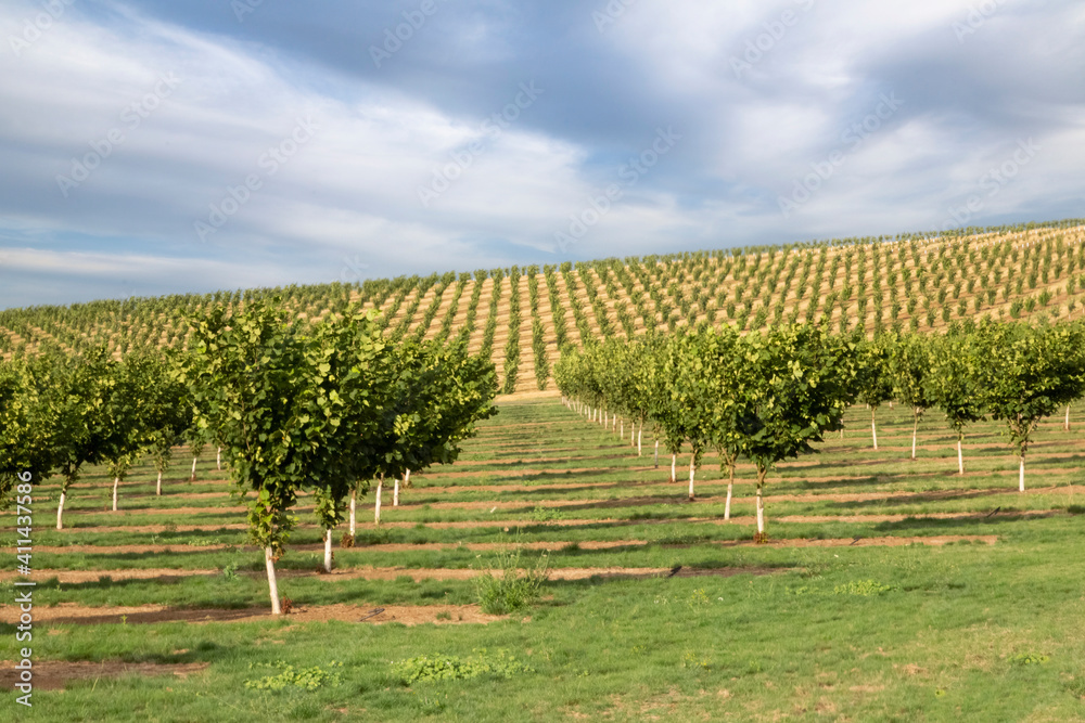 A View Down the Rows of a Hazelnut Tree Orchard in the Early Spring ...