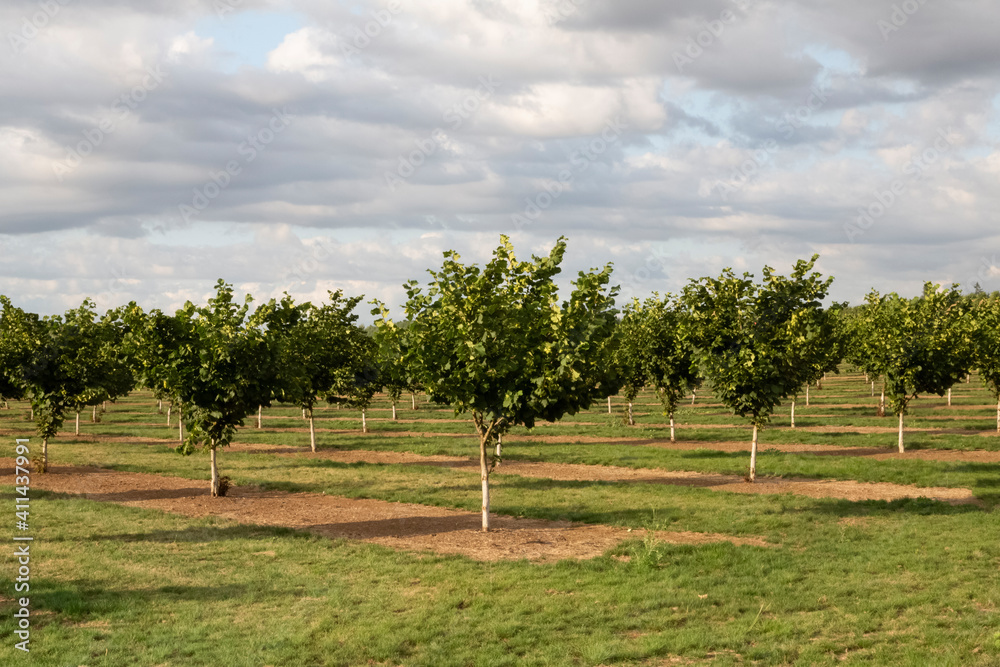 Fotografia do Stock: A View Across the Rows of a Hazelnut Tree Orchard ...