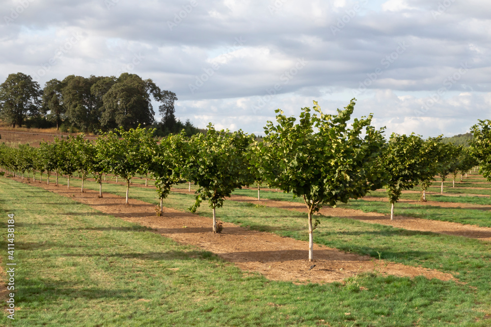 A View Down a Row of a Hazelnut Tree Orchard in the Early Spring ...