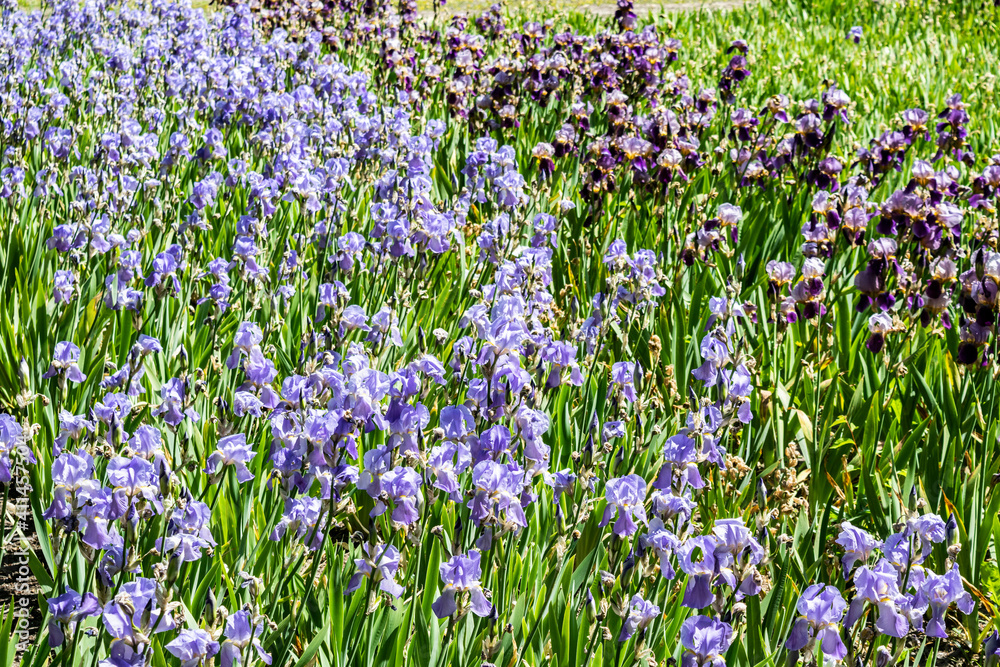 Flower fields in the Netherlands with violet and blue iris flowers ...