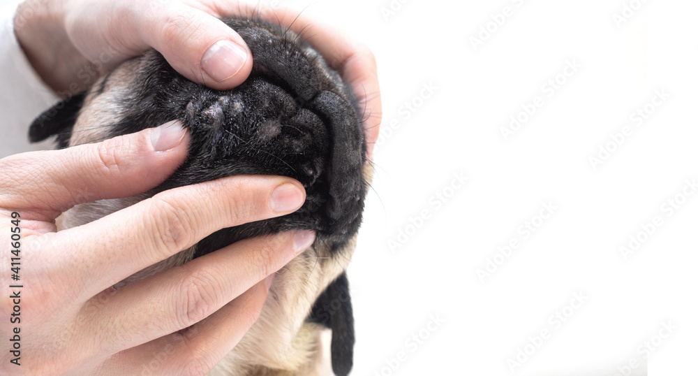 Portrait of a pug dog with red inflamed wounds on his face. Dog Allergy ...