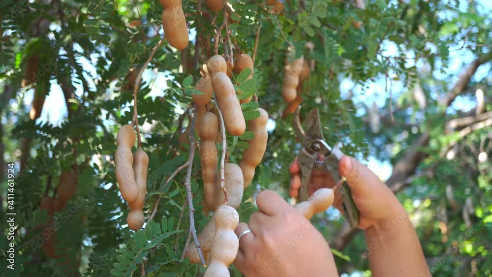 Hands farmer cutting sweet tamarind fruit on tamarind tree. Footage b ...