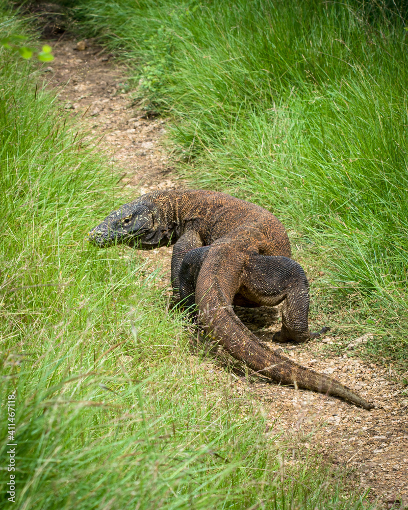 Komodo Dragon on Rinca Island in Komodo National Park Stock Photo ...