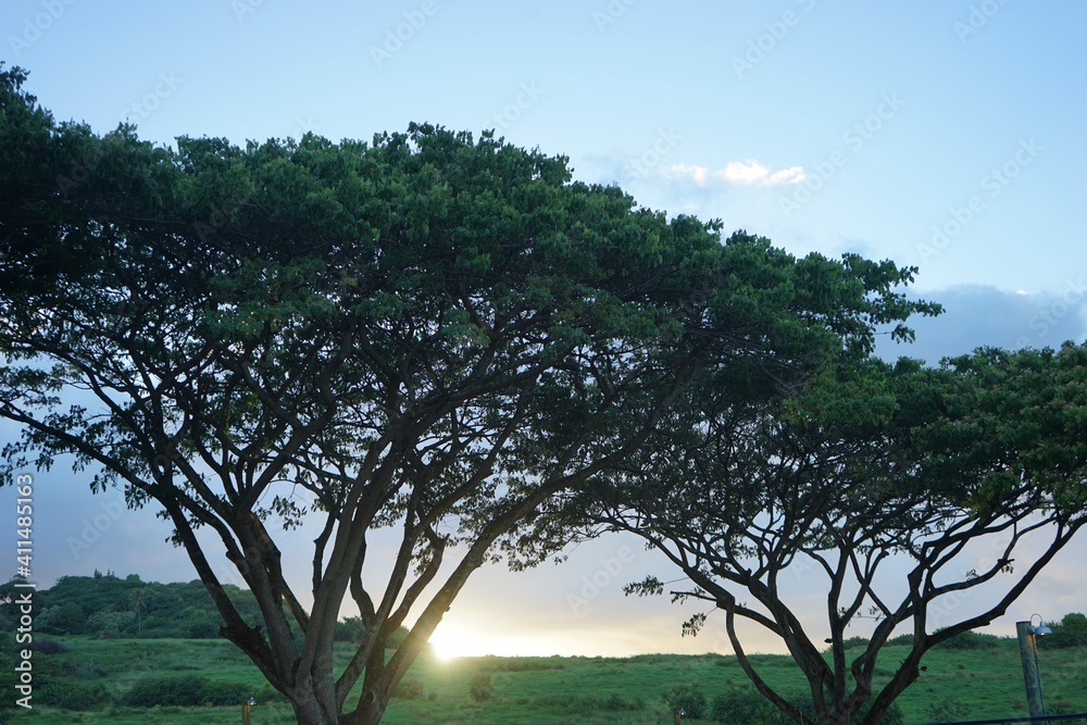 Monkeypod aka Rain Tree with beautiful sunlight at dawn in Maui, Hawaii ...