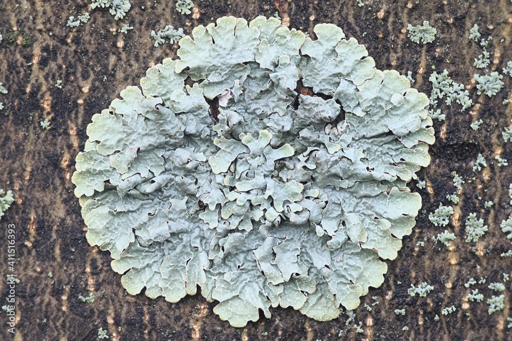 Parmelia sulcata, commonly known as hammered shield lichen, cracked ...