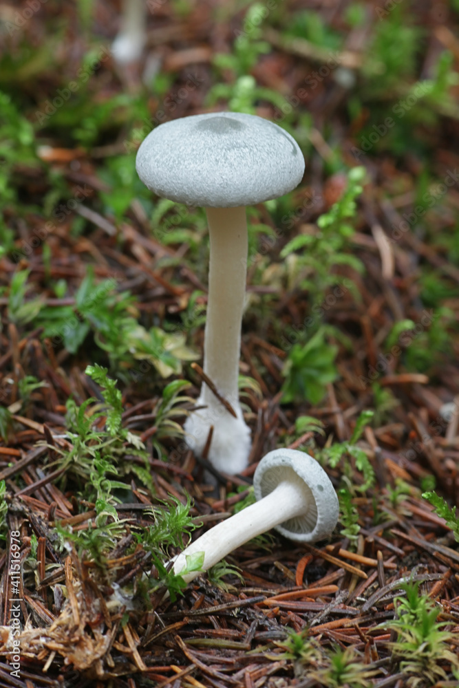 Clitocybe odora, known as aniseed toadstool, aniseed funnelcap or ...