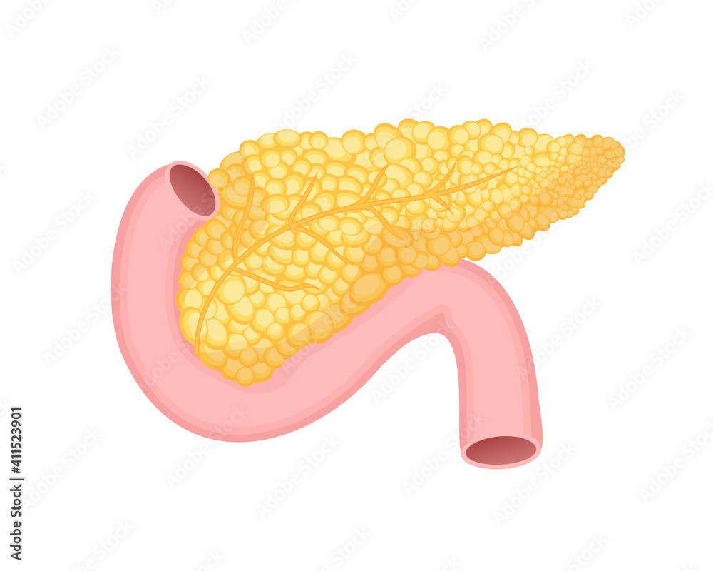 Pancreas isolated on white background. Medicine concept. Flat vector ...