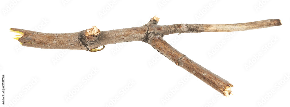 Broken Twig