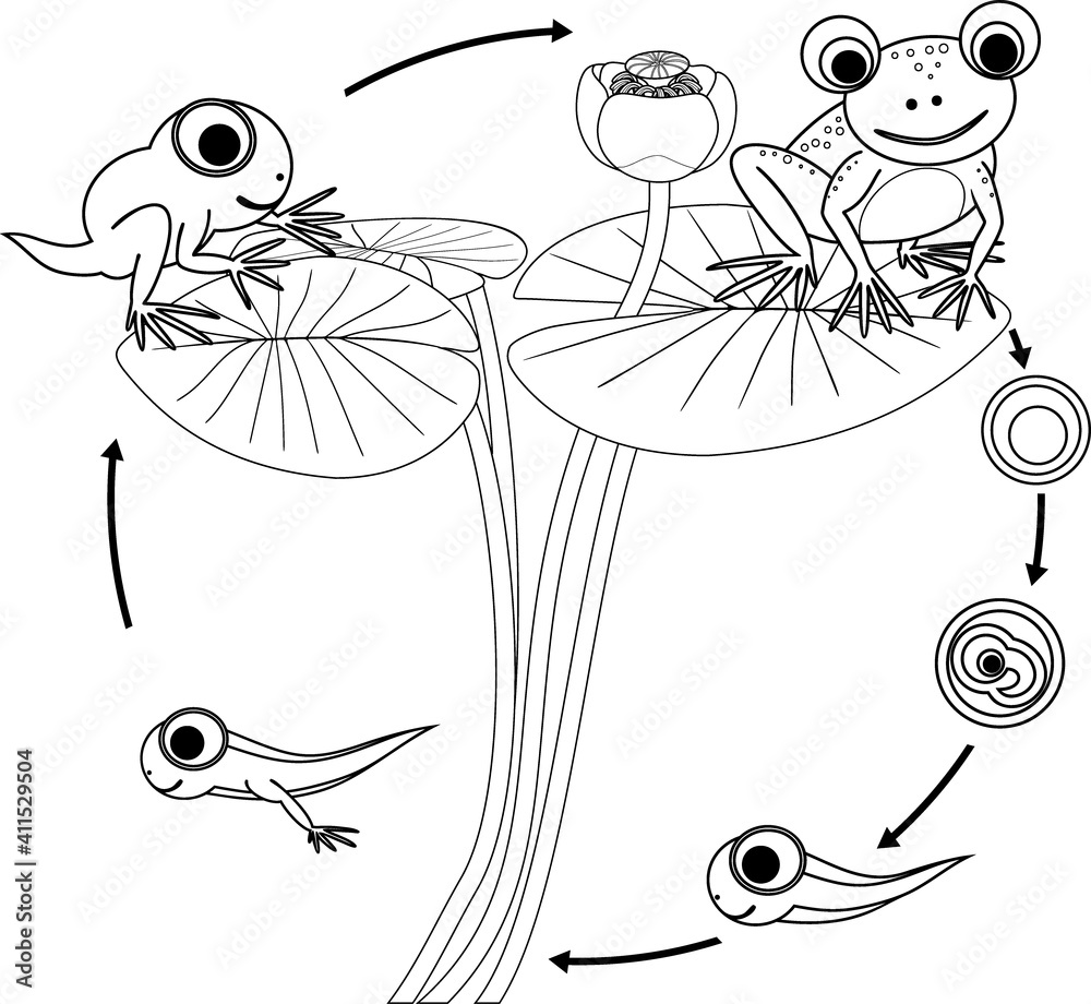 Coloring page with frog life cycle. Sequence of stages of development ...