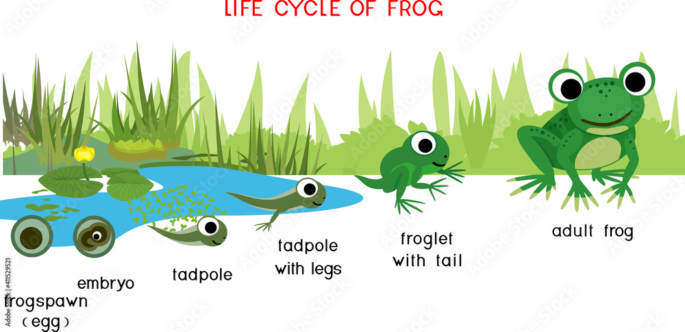 Frog life cycle. Sequence of stages of development of frog from egg to ...