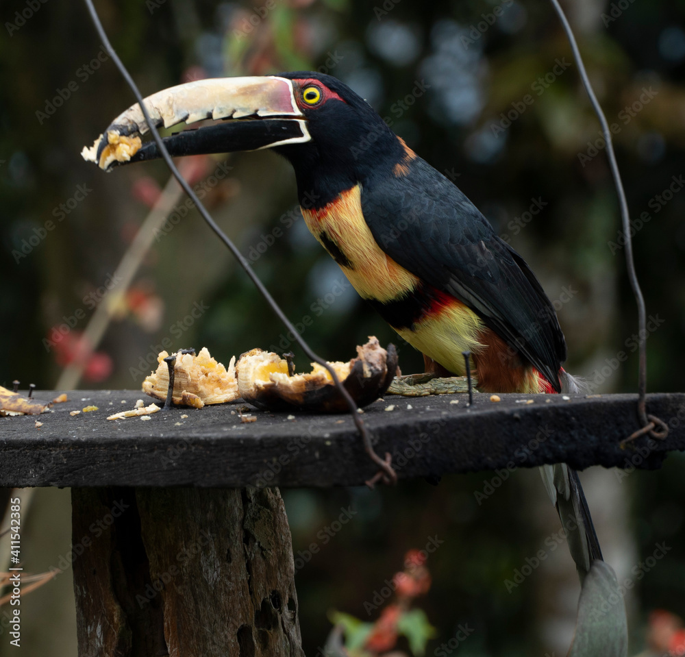 El tucán toco (Ramphastos toco) es una especie de ave piciforme de la ...
