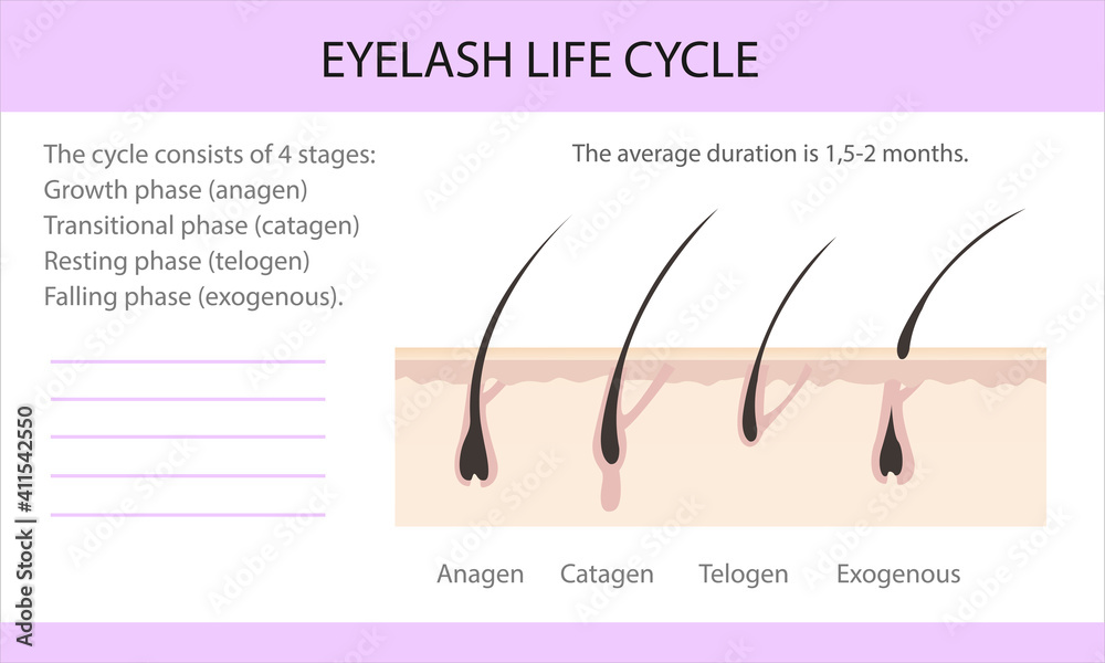 Eyelash life cycle. Eyelash Extension Guide. Infographics, vector ...