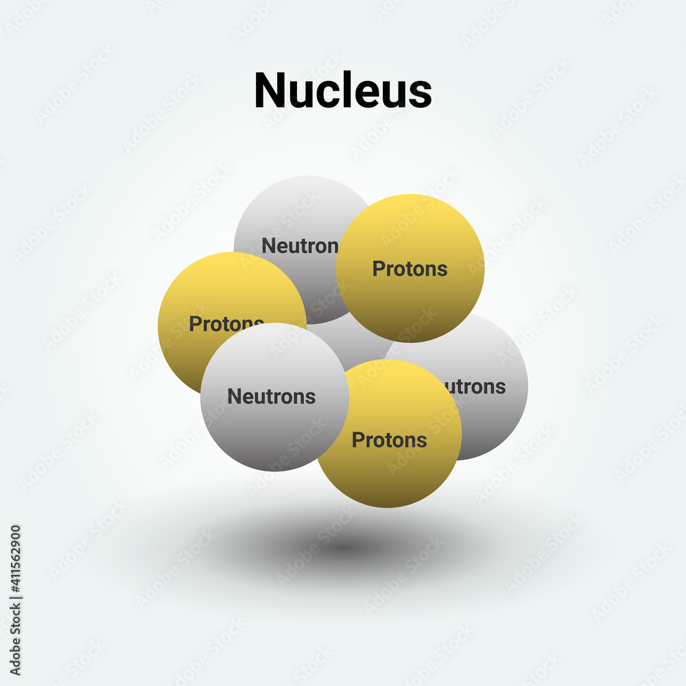 The nucleus of an atom showing protons and neutrons. vector ...