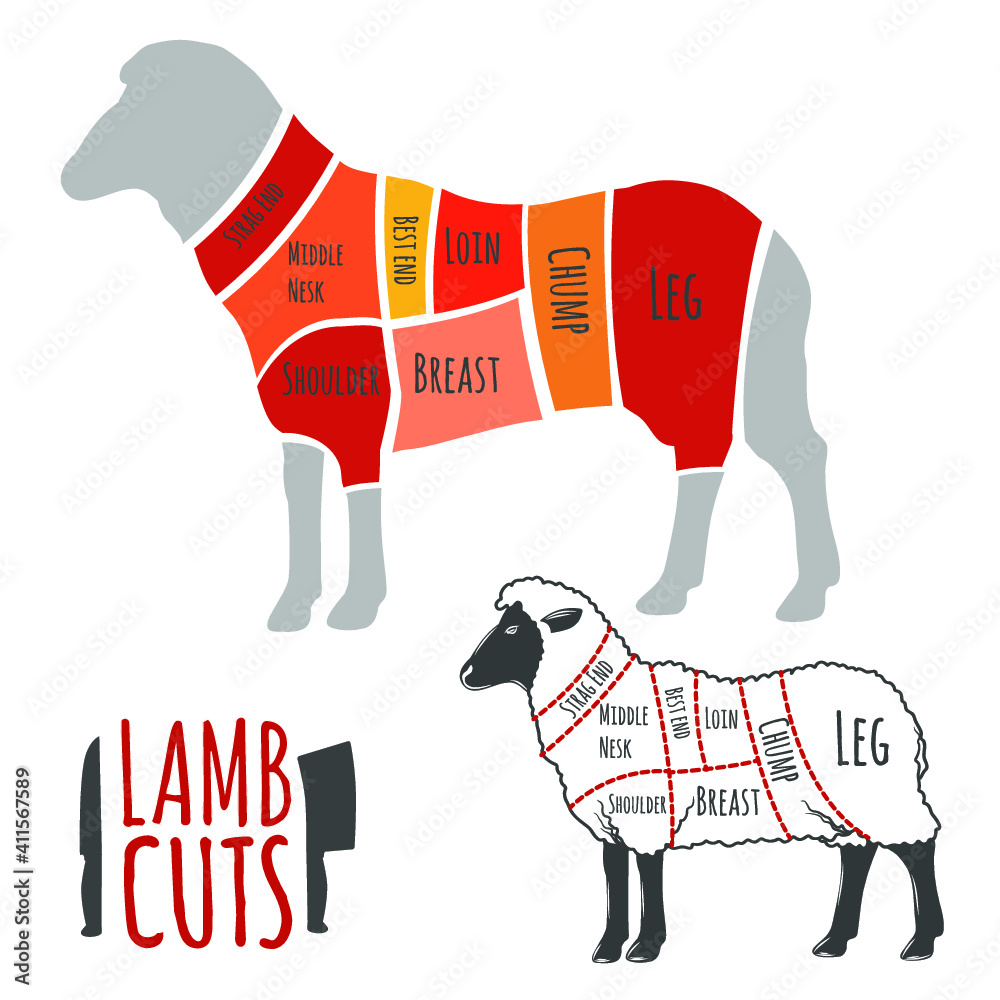 Lamb cuts butchery diagram. Vector illustration. Stock Vector | Adobe Stock
