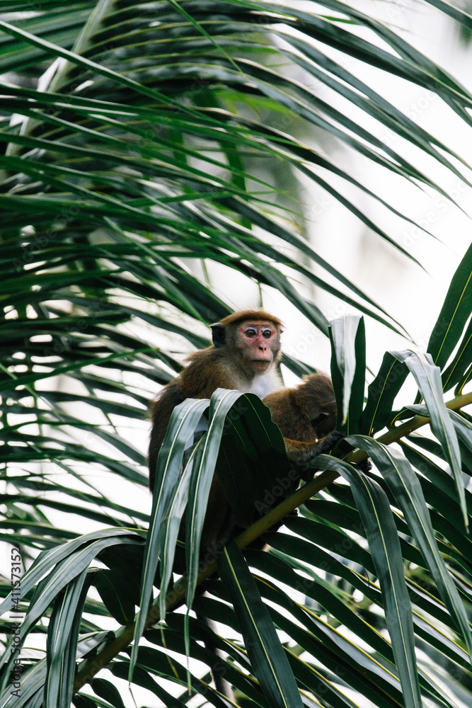 Monkeys in palm trees and on electrical wires in Mirissa, Sri Lanka ...