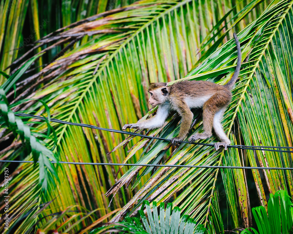 Monkeys in palm trees and on electrical wires in Mirissa, Sri Lanka ...