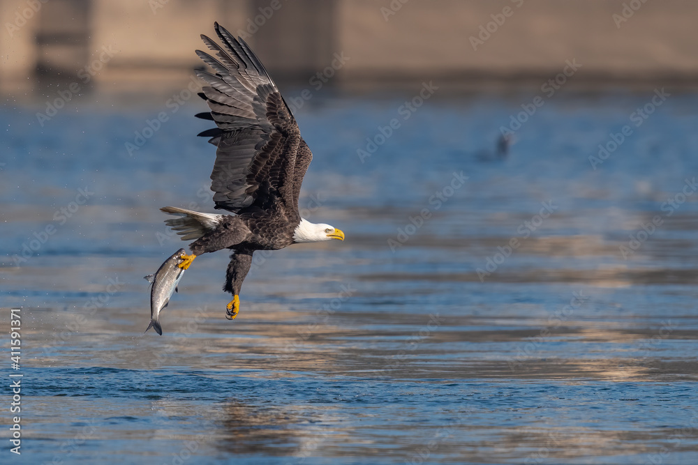 American bald eagle swooping down to grab a fish in conowingo dam Stock ...