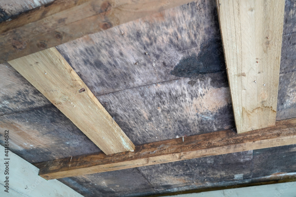Rotten wood roof paneling covered in black mold Stock Photo | Adobe Stock