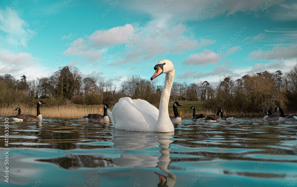 Large White British Mute Swan Swans low water level view close up macro ...