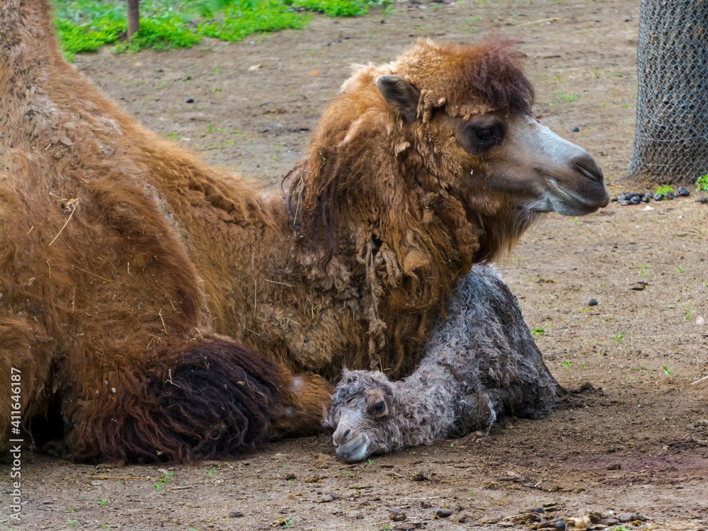 Newborn Bactrian camel and its mother soon after birth Stock Photo ...