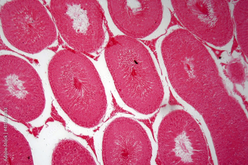 Microscope photo of cells of rabbit testicles Stock Photo | Adobe Stock