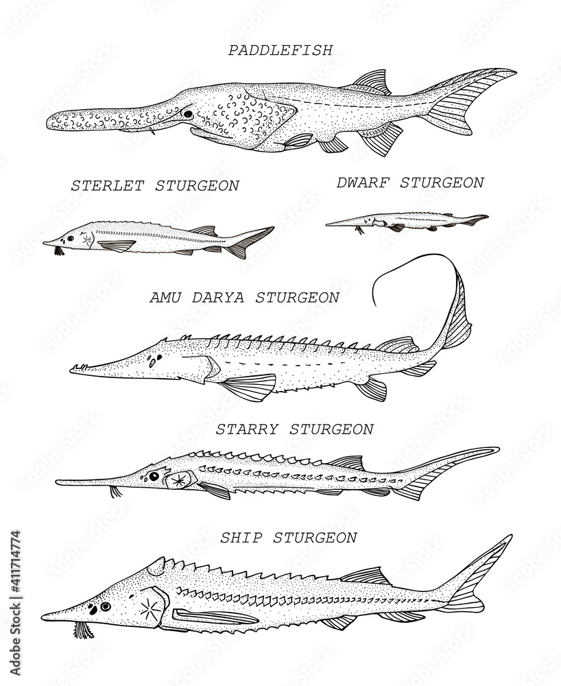 Sturgeon. Black hand drawing outline vector image set. Stock Vector ...