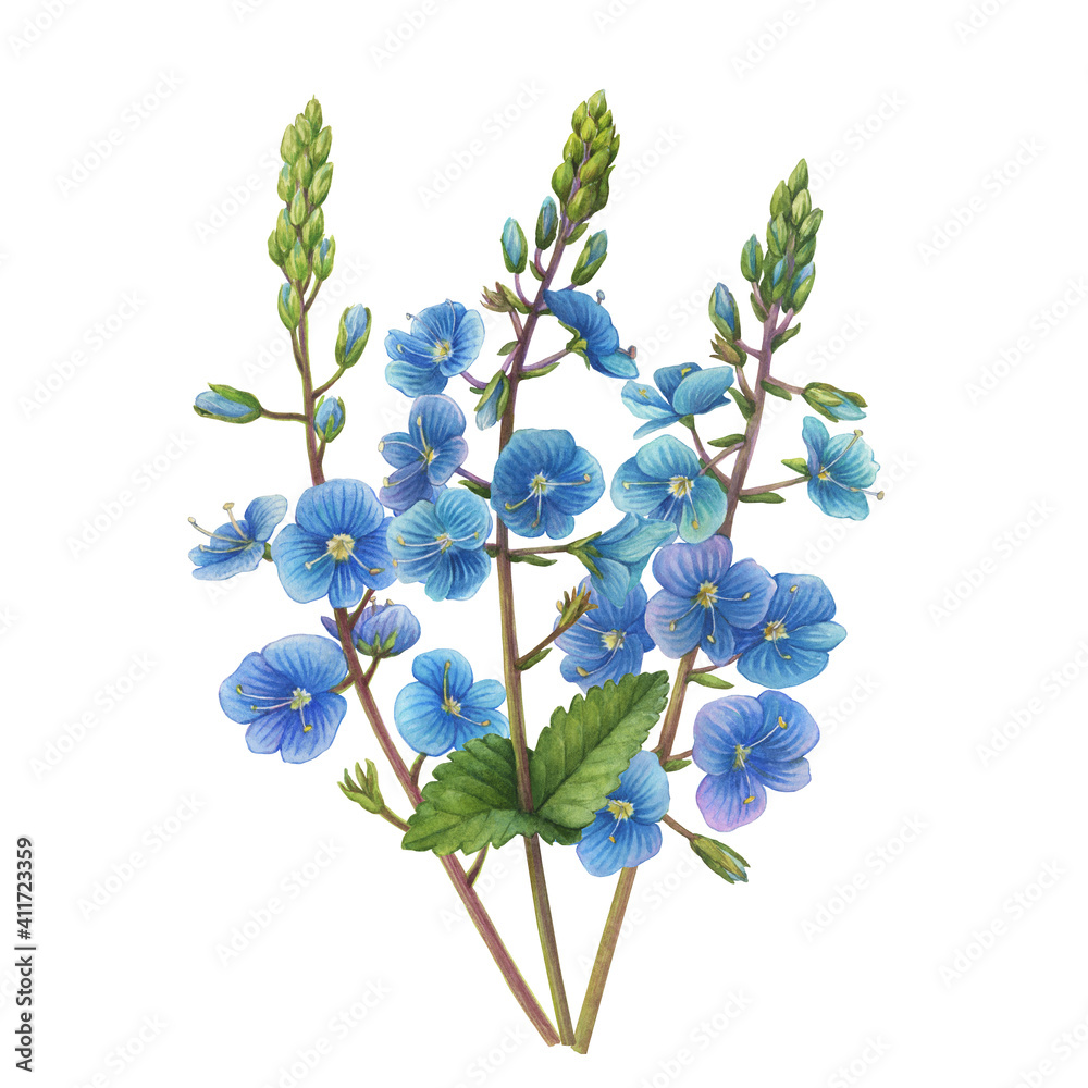 Bouquet with Veronica chamaedrys branch with flowers, buds (germander ...