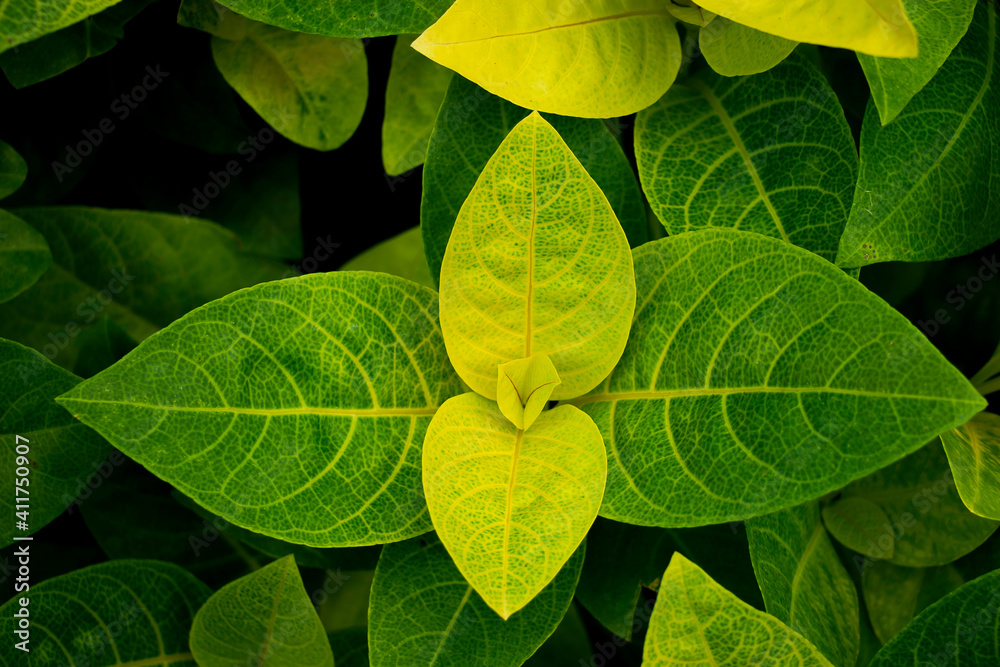 Pattern of leaves or green plants with close-up distance for natural ...