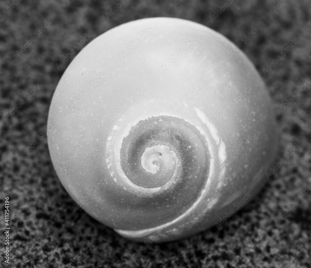 sea shell and golden ratio in nature, abstract photograph produced with ...