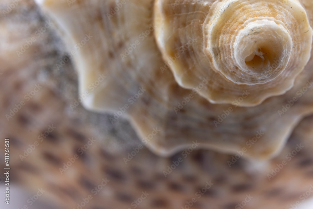 sea shell and golden ratio in nature, abstract photograph produced with ...
