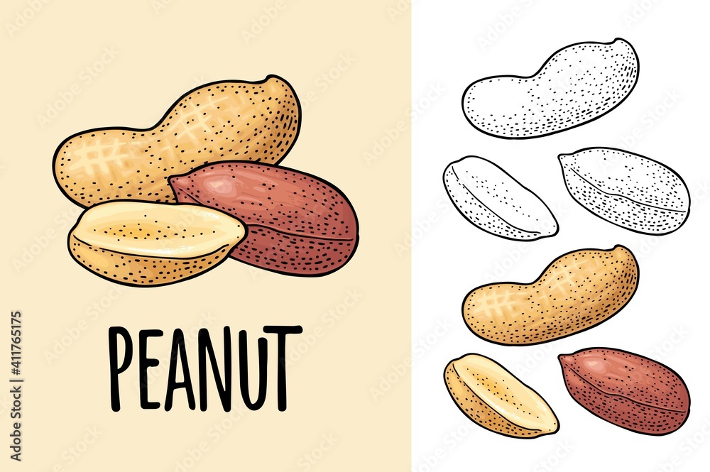 Whole and half peanut seed with and without shell. Vector engraving ...