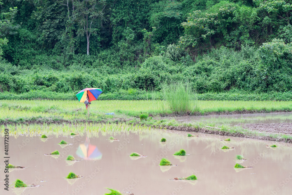 Rice planting on the paddy rice farmland. Northern, Thailand in the ...