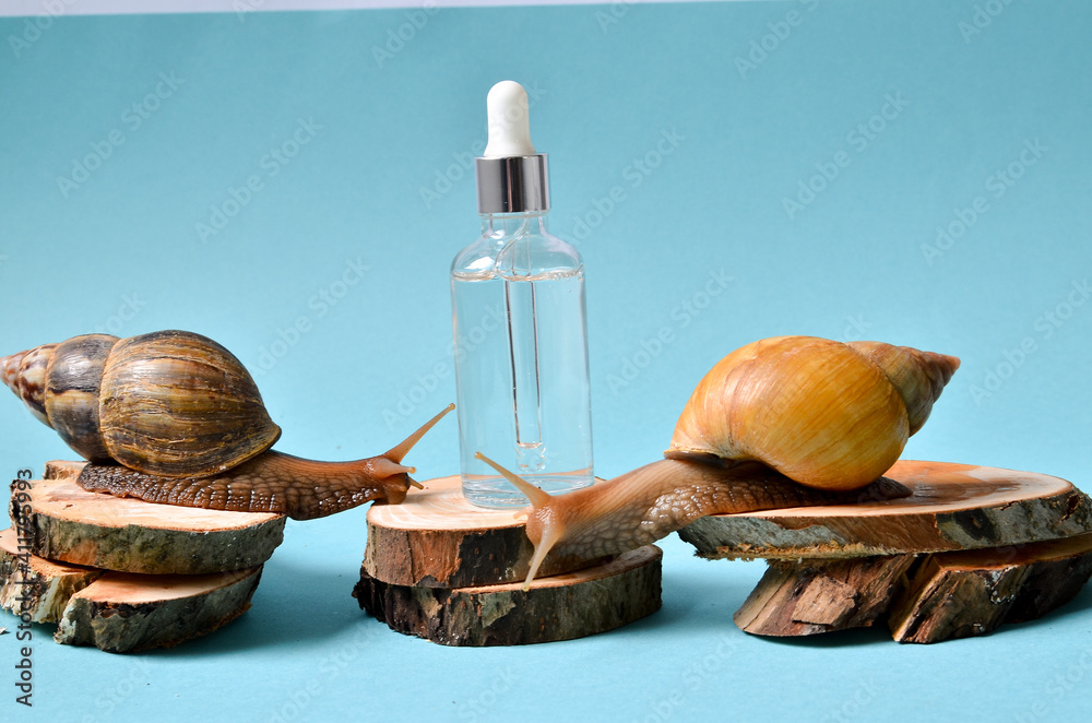 cosmetic serum with extract of snail slime and a snails on a wood ...