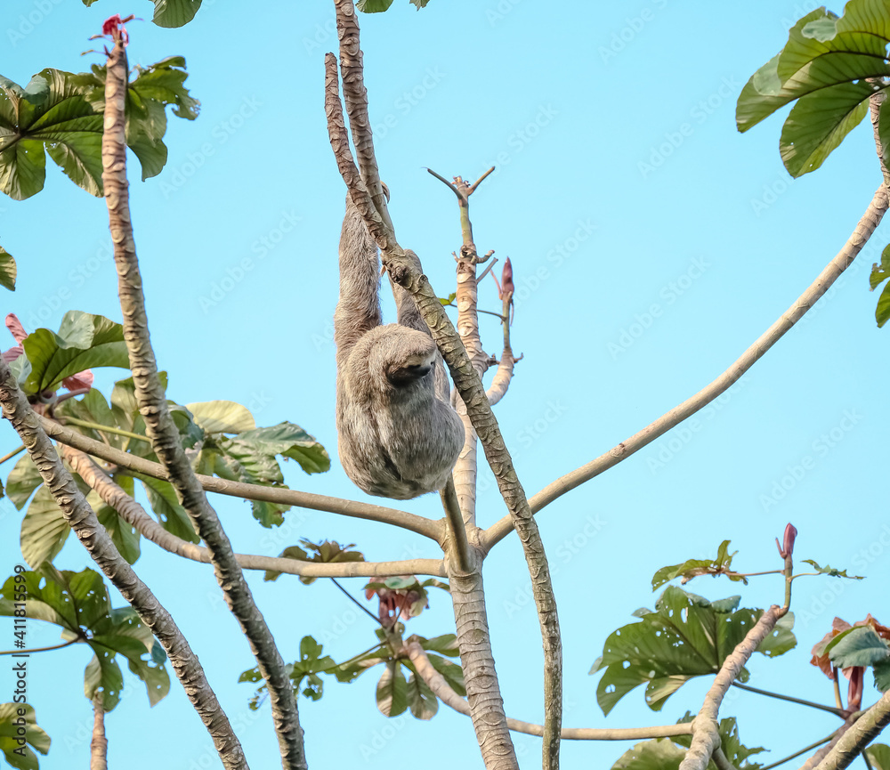 Folivora é uma subordem de mamíferos, da ordem Pilosa, cujas espécies ...
