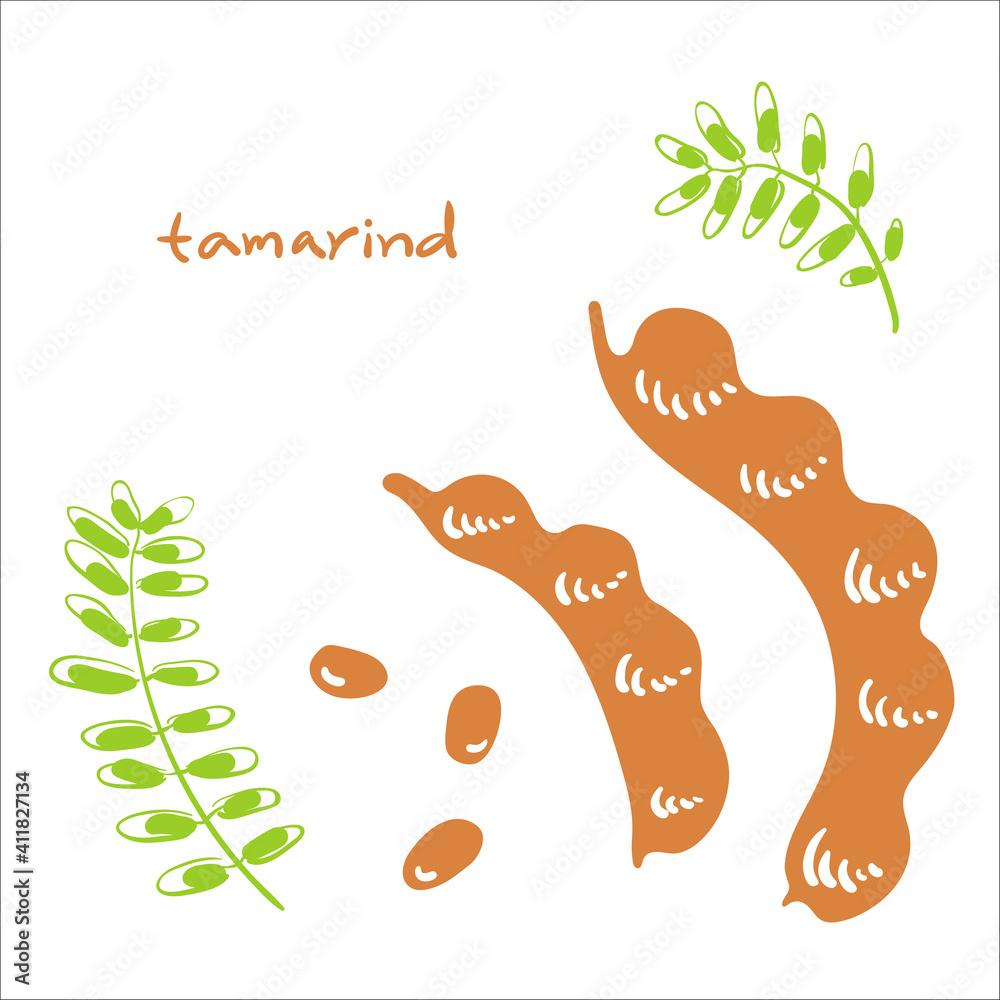 Tamarind. Pods, seeds, leaves. Colorful sketch collection of tropical ...