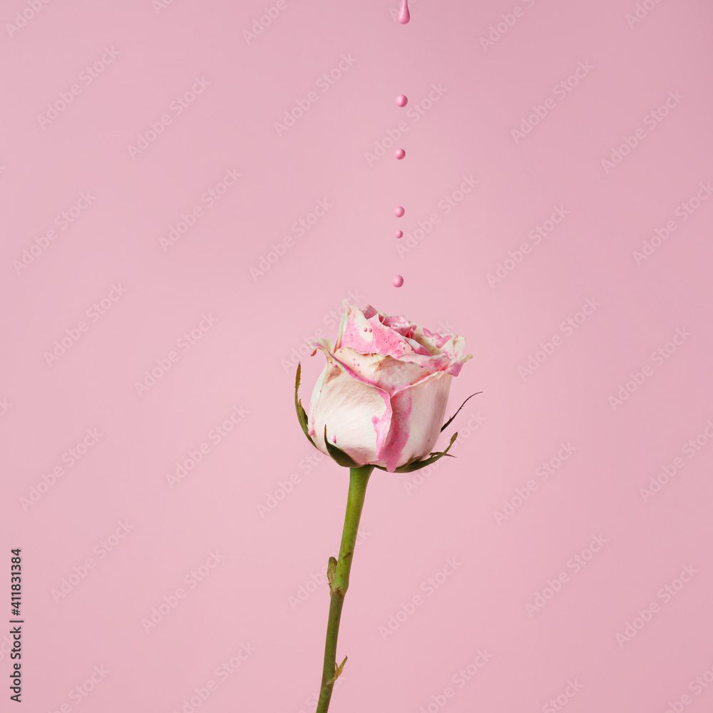 Creative spring layout made of rose flower with dripping pink paint on ...