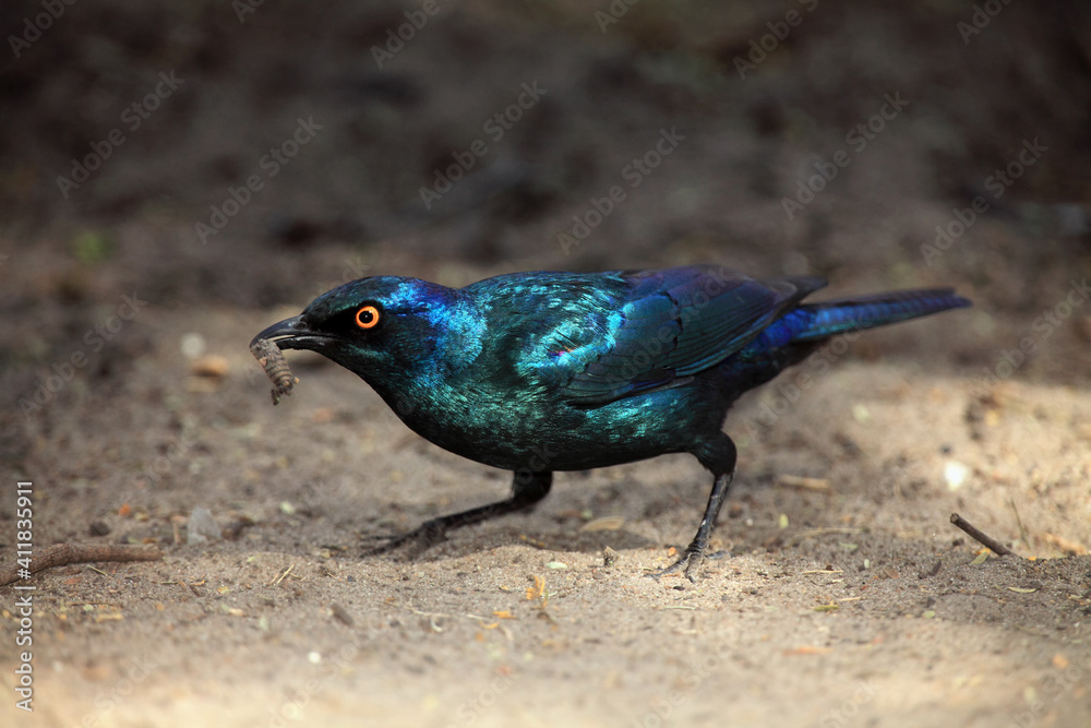 The Cape starling or Cape glossy starling (Lamprotornis nitens) with ...