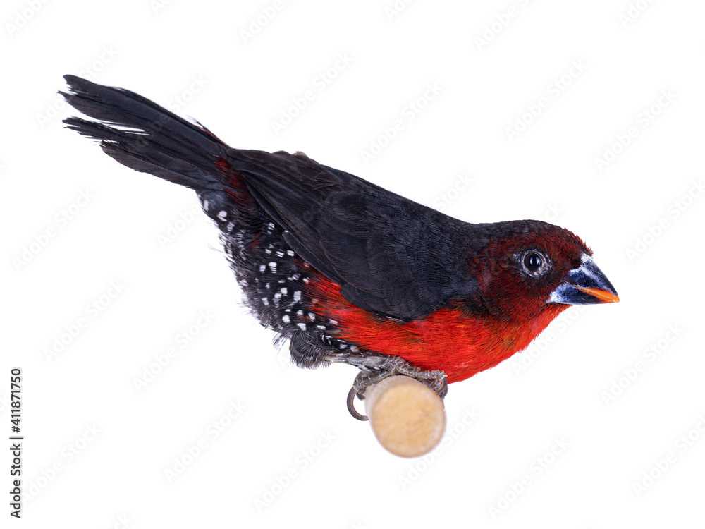 Western bluebill aka Spermophaga haematina bird, sitting on wooden ...