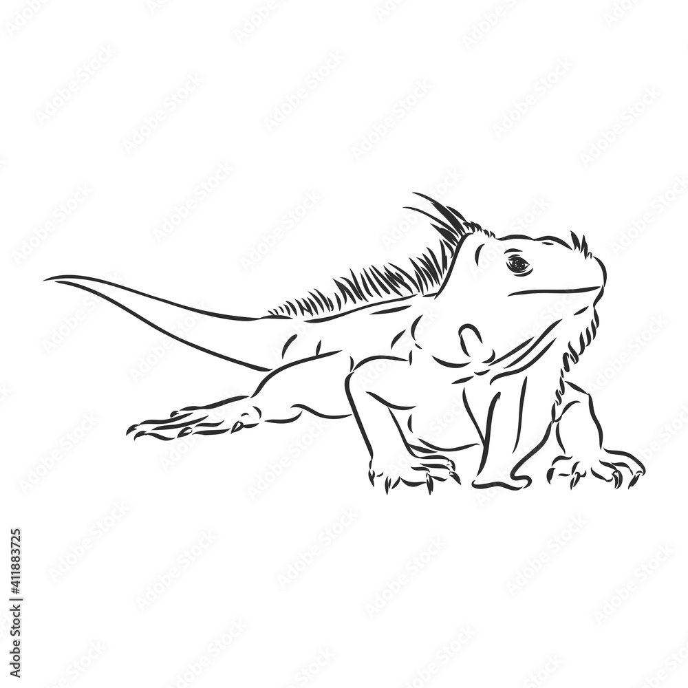 Sketch of iguana. Hand drawn illustration converted to vector. iguana ...