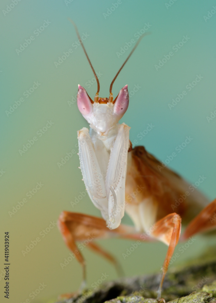 Hymenopus coronatus female imago macro Stock Photo | Adobe Stock