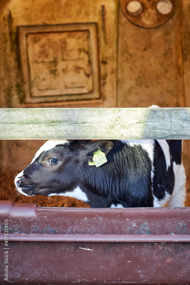 Calf Care. Dairy farm management and calf feeding. Feeding roughage and ...