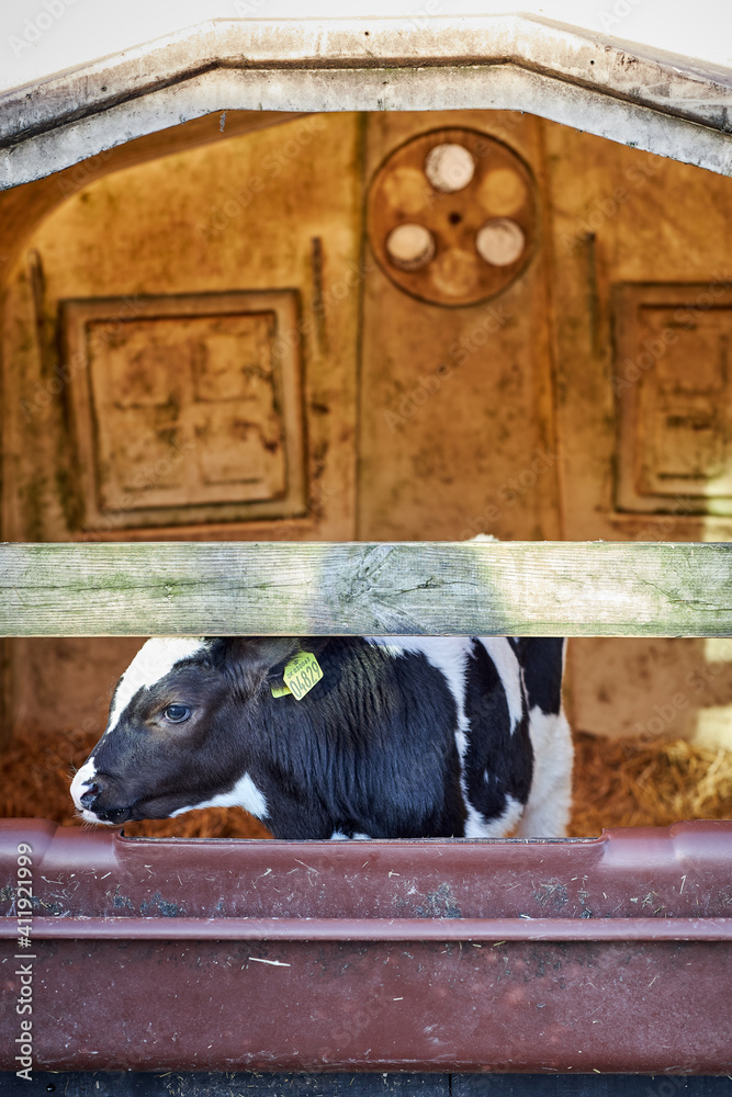 Calf Care. Dairy farm management and calf feeding. Feeding roughage and ...