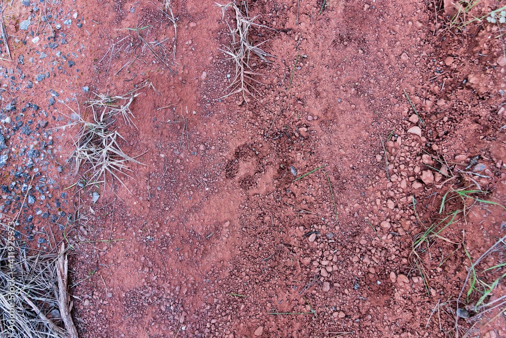The foot print of a wild pig in red sand like soil, red clay soil. Wild ...