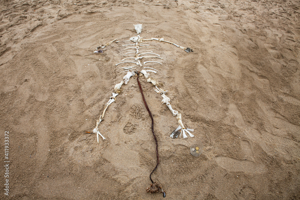 Human skeleton made from fish skeleton on the sands of Skeleton Coast ...